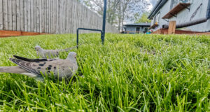 The Benefits of Attracting Birds to Your Yard - Beneath the Maple