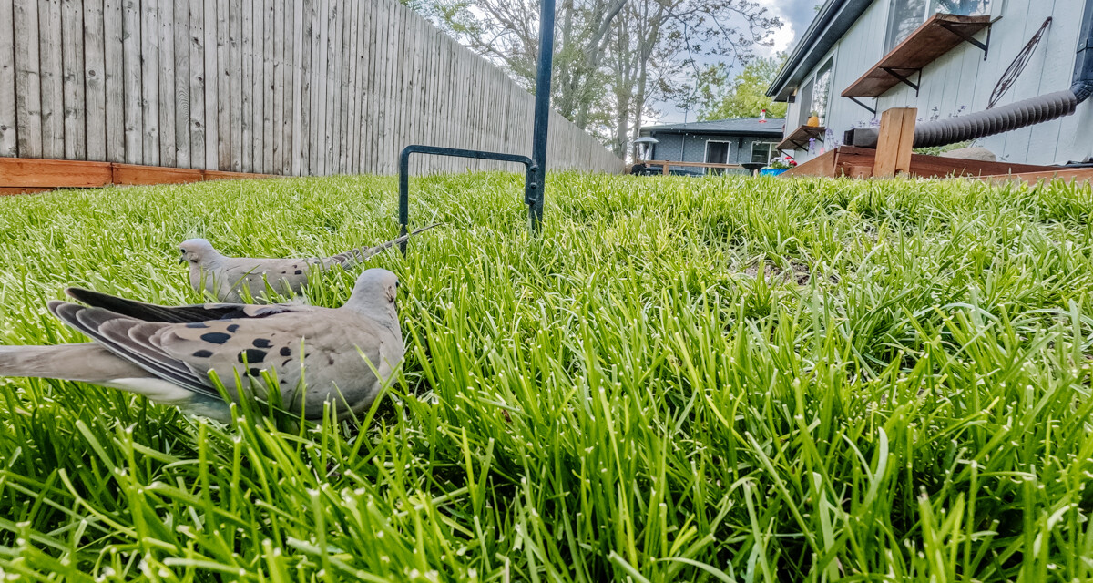 The Benefits of Attracting Birds to Your Yard - Beneath the Maple