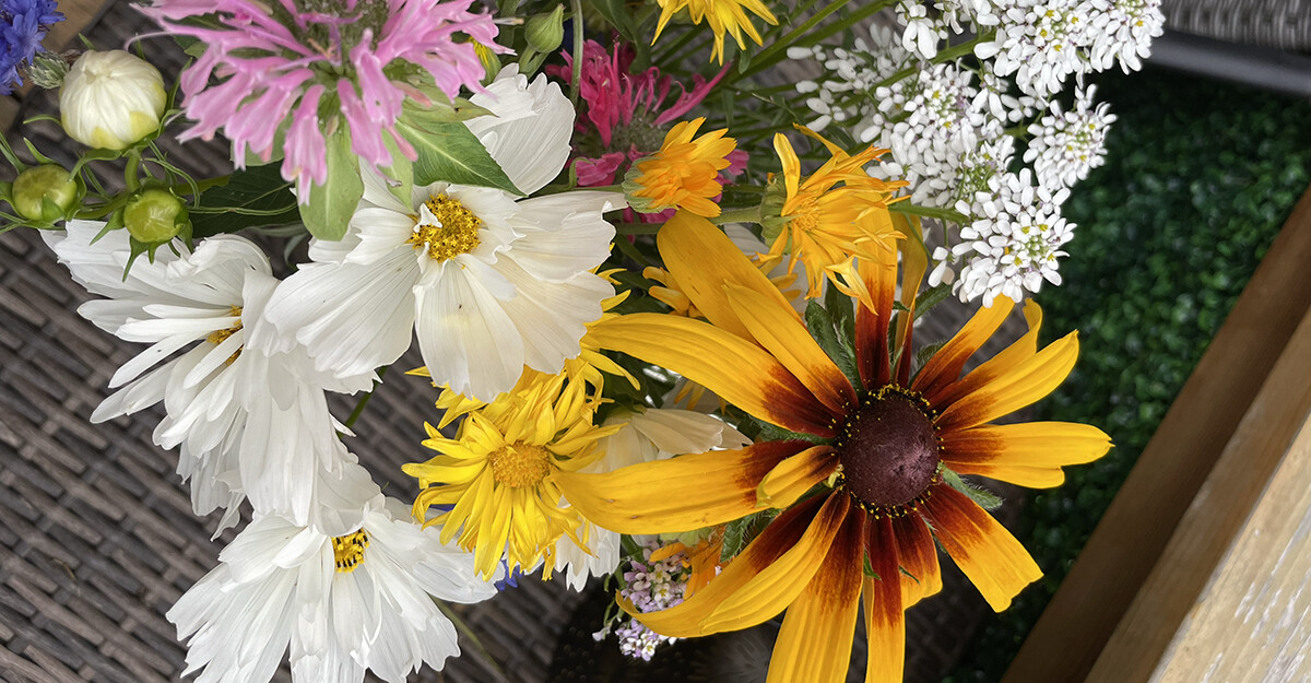 Colorado Cut Flower Garden: The Best Drought Tolerant Choices - Beneath ...