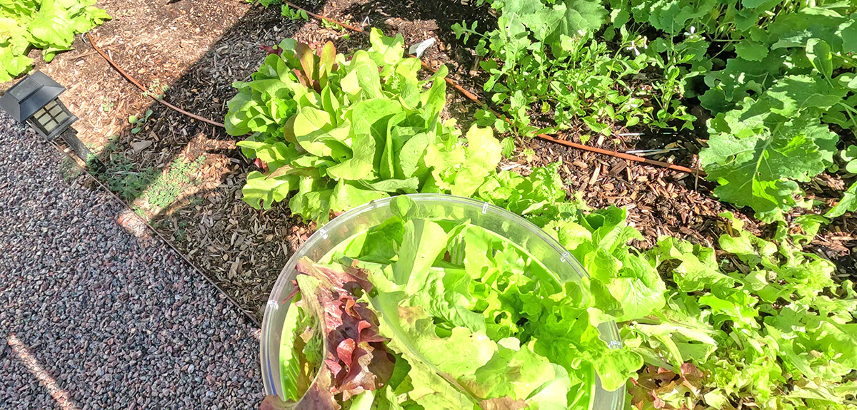 Tips for Growing Vegetables in Denver, Colorado - Beneath the Maple